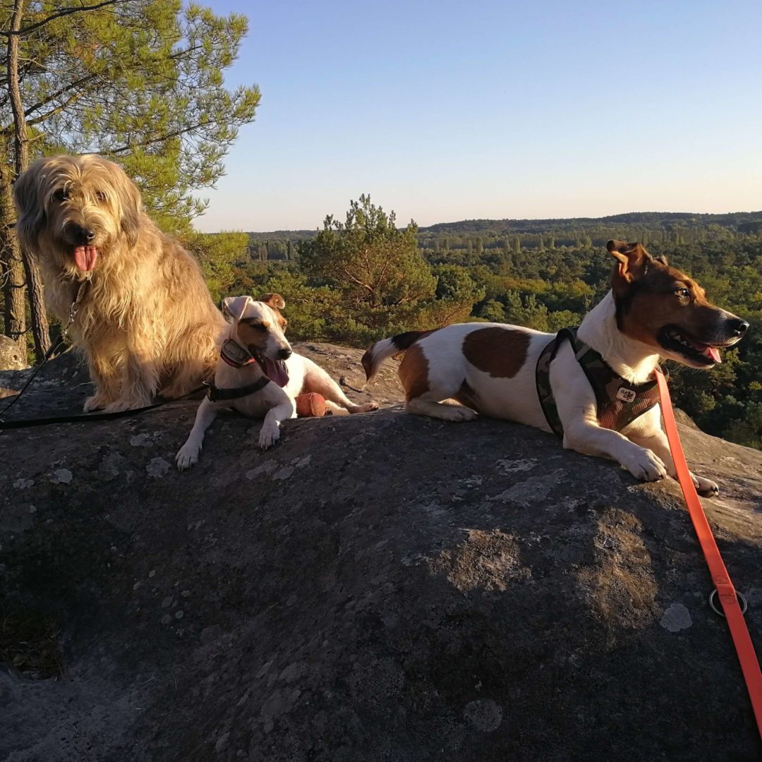 VIP Dogs Academy Level 1 - Tina Schwarz